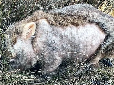 Mange & Disease — WPSA