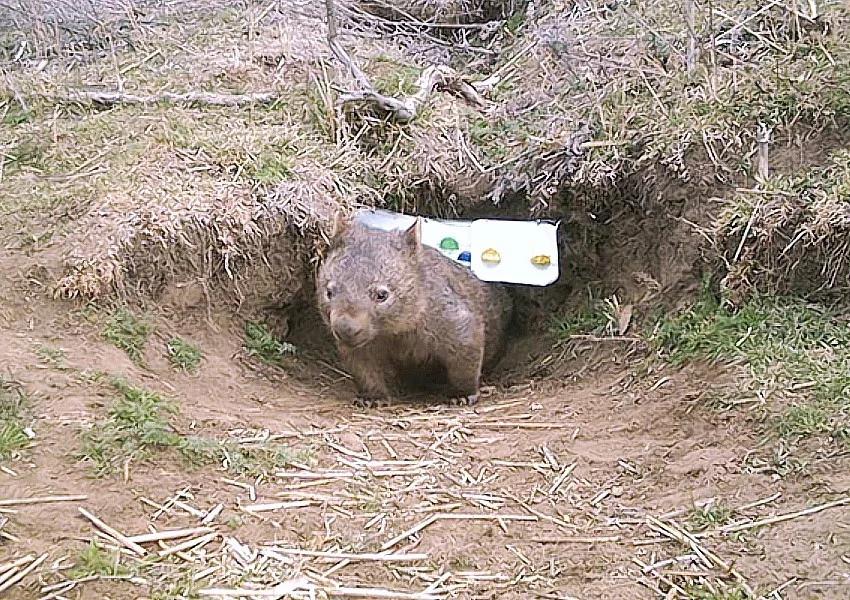 Mange & Disease — WPSA