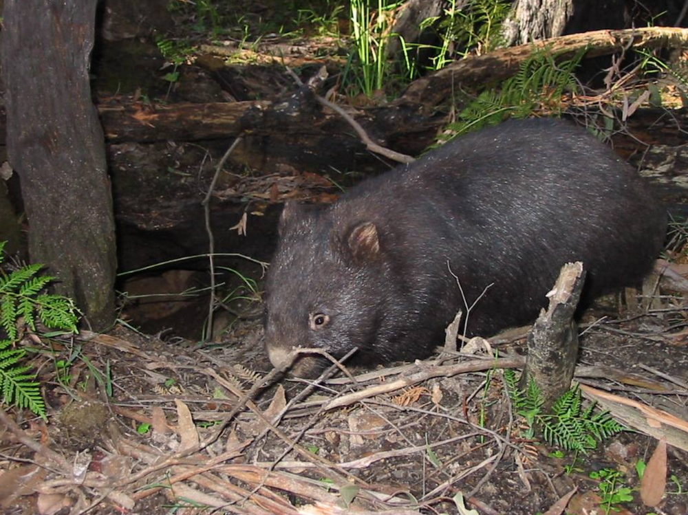 Mange & Disease — WPSA