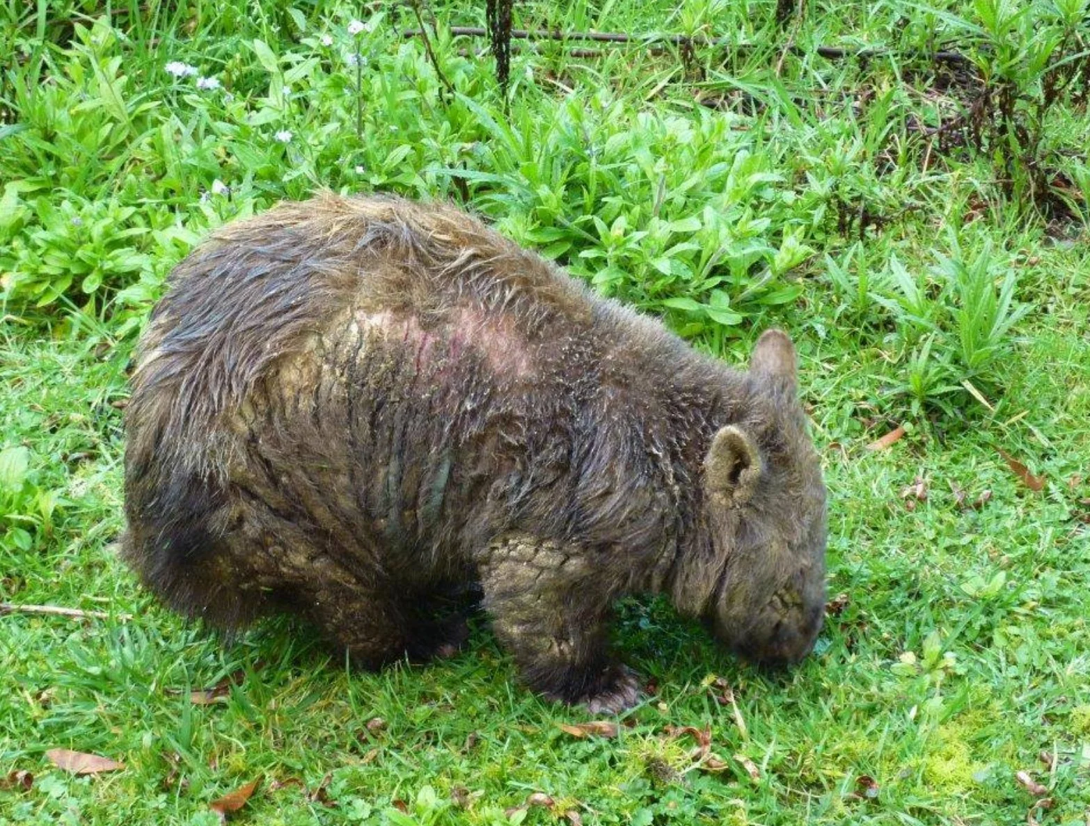 Mange & Disease — WPSA