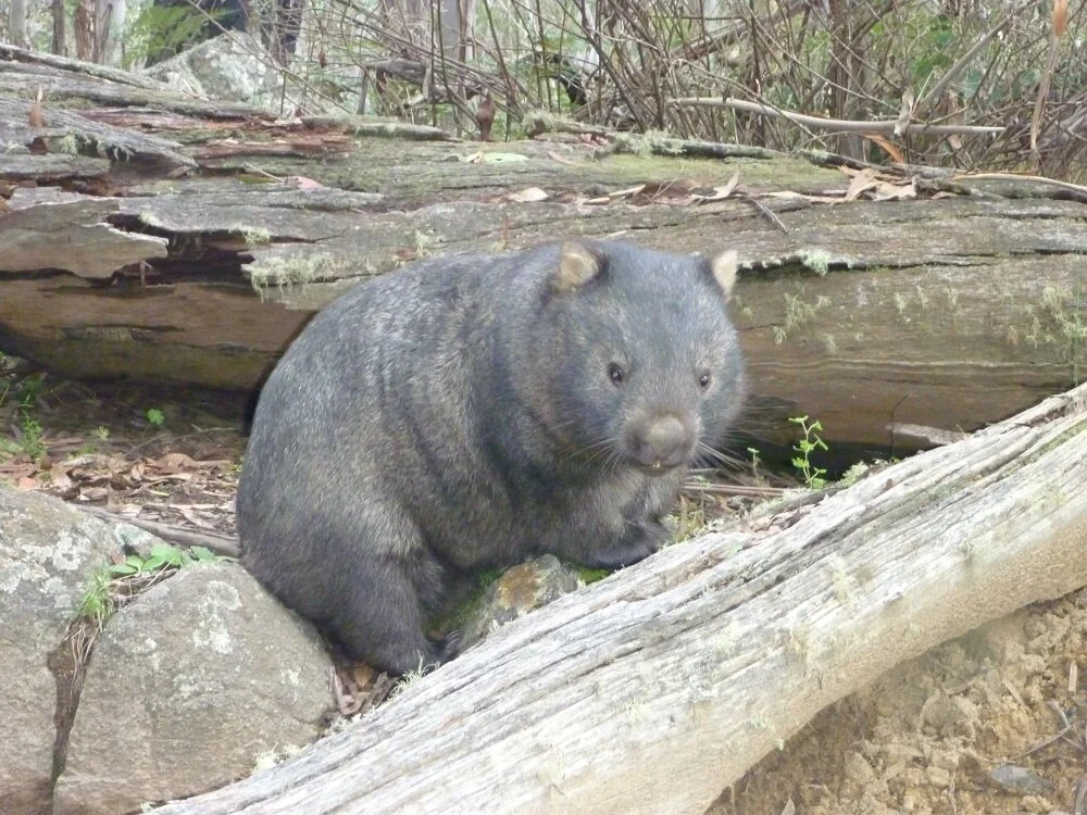 Mange & Disease — WPSA