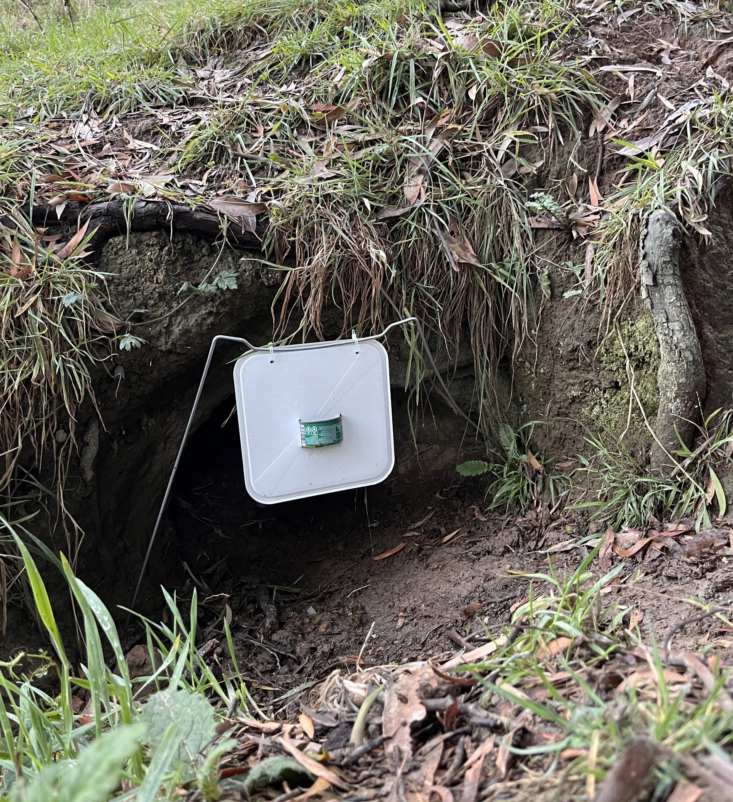 Mange & Disease — WPSA