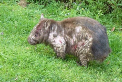 Mange & Disease — WPSA