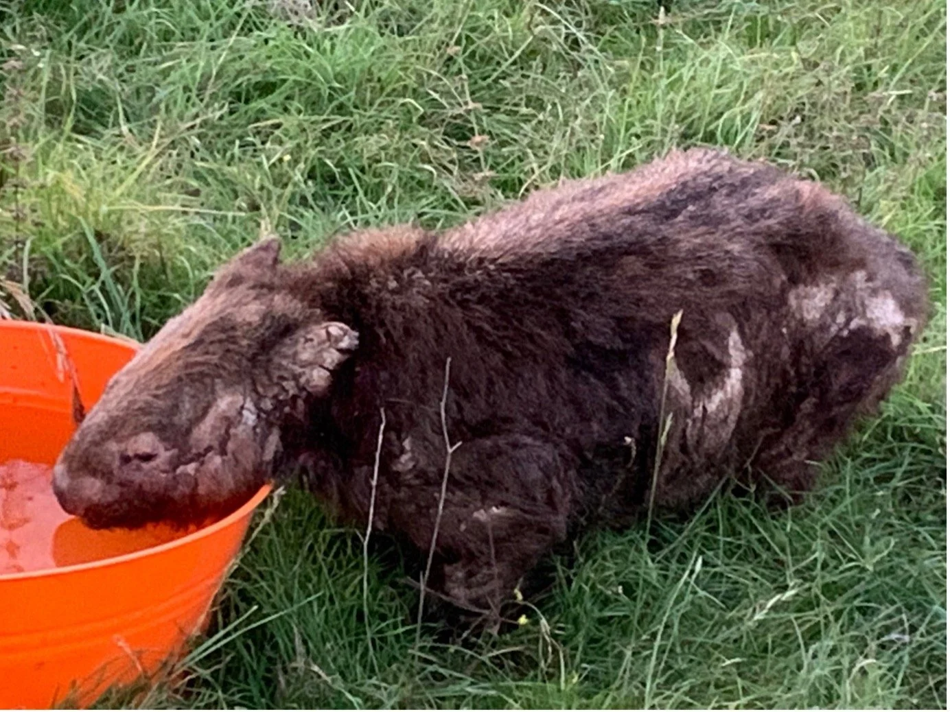 Mange & Disease — WPSA