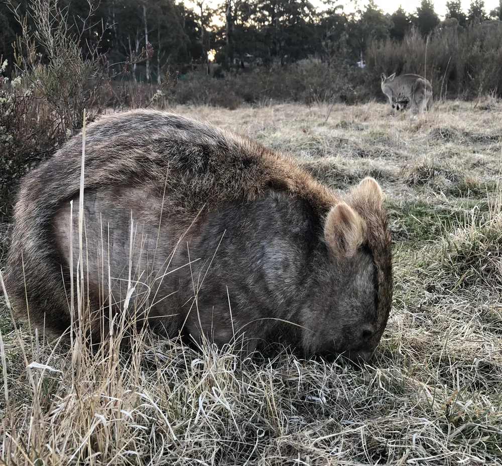 Mange & Disease — WPSA