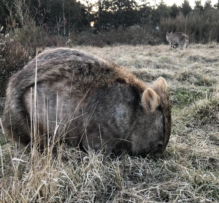 Mange & Disease — WPSA