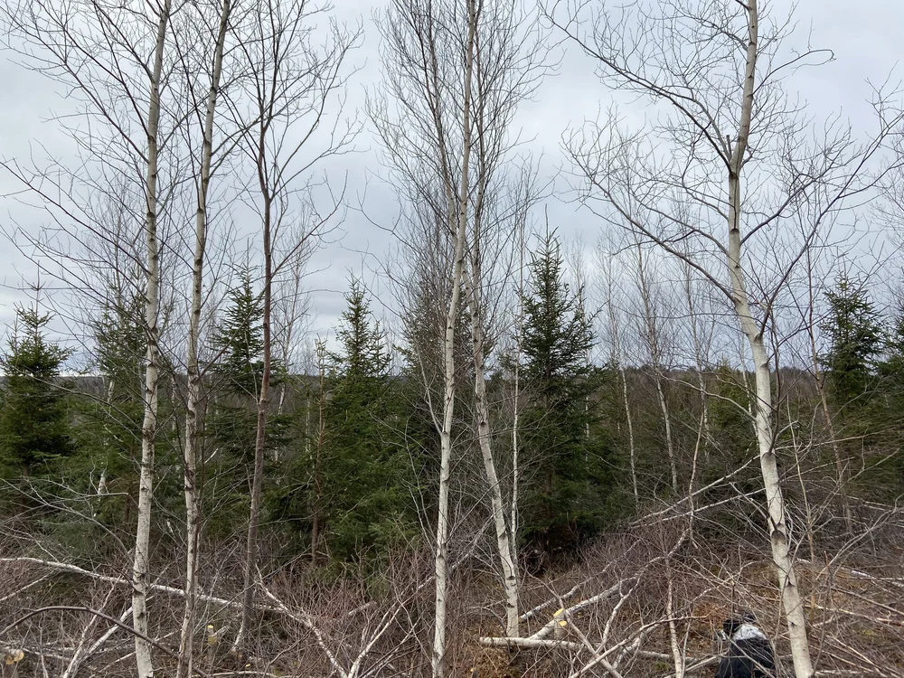 Pre-Commercial Thinning Tender — Medway Community Forest Cooperative