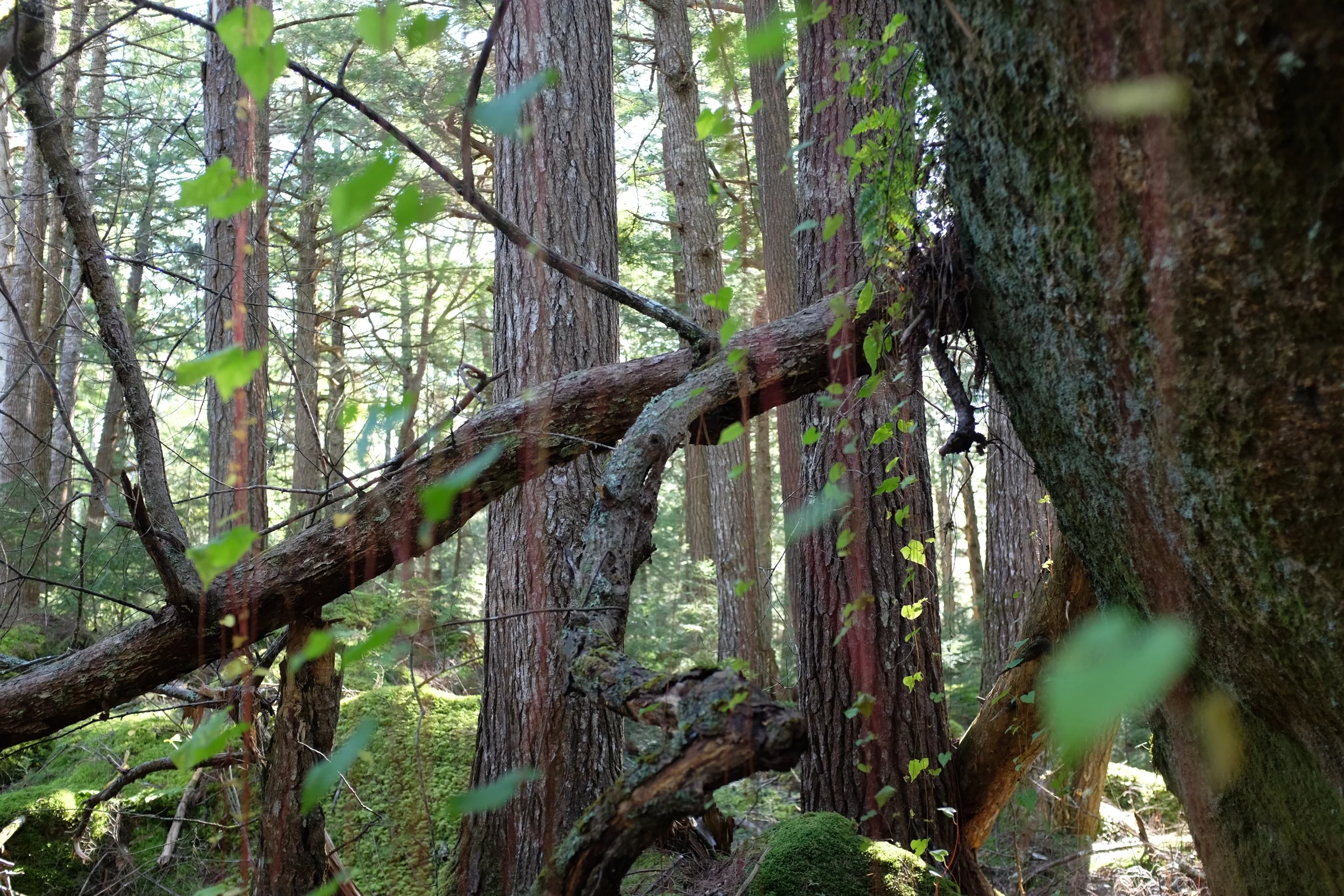 Medway Community Forest Cooperative