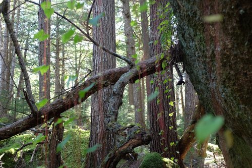 Medway Community Forest Cooperative
