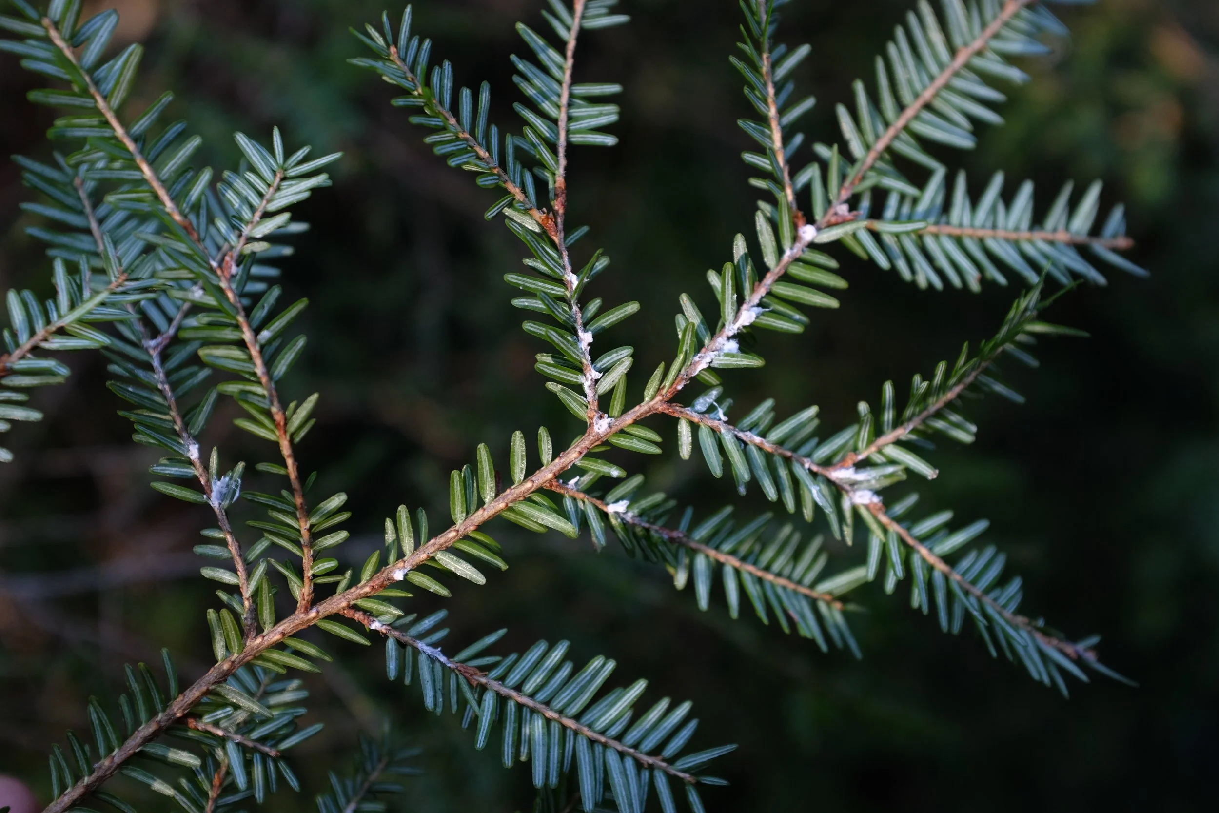 Become a Hemlock Hero — Medway Community Forest Cooperative