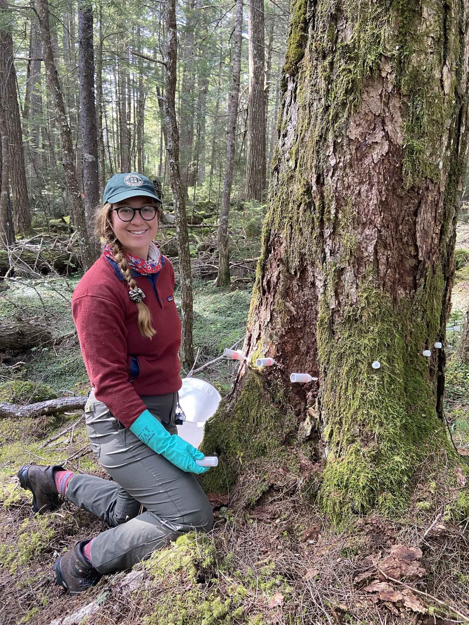 Hemlock Woolly Adelgid Treatment Demo - Join us! — Medway Community ...