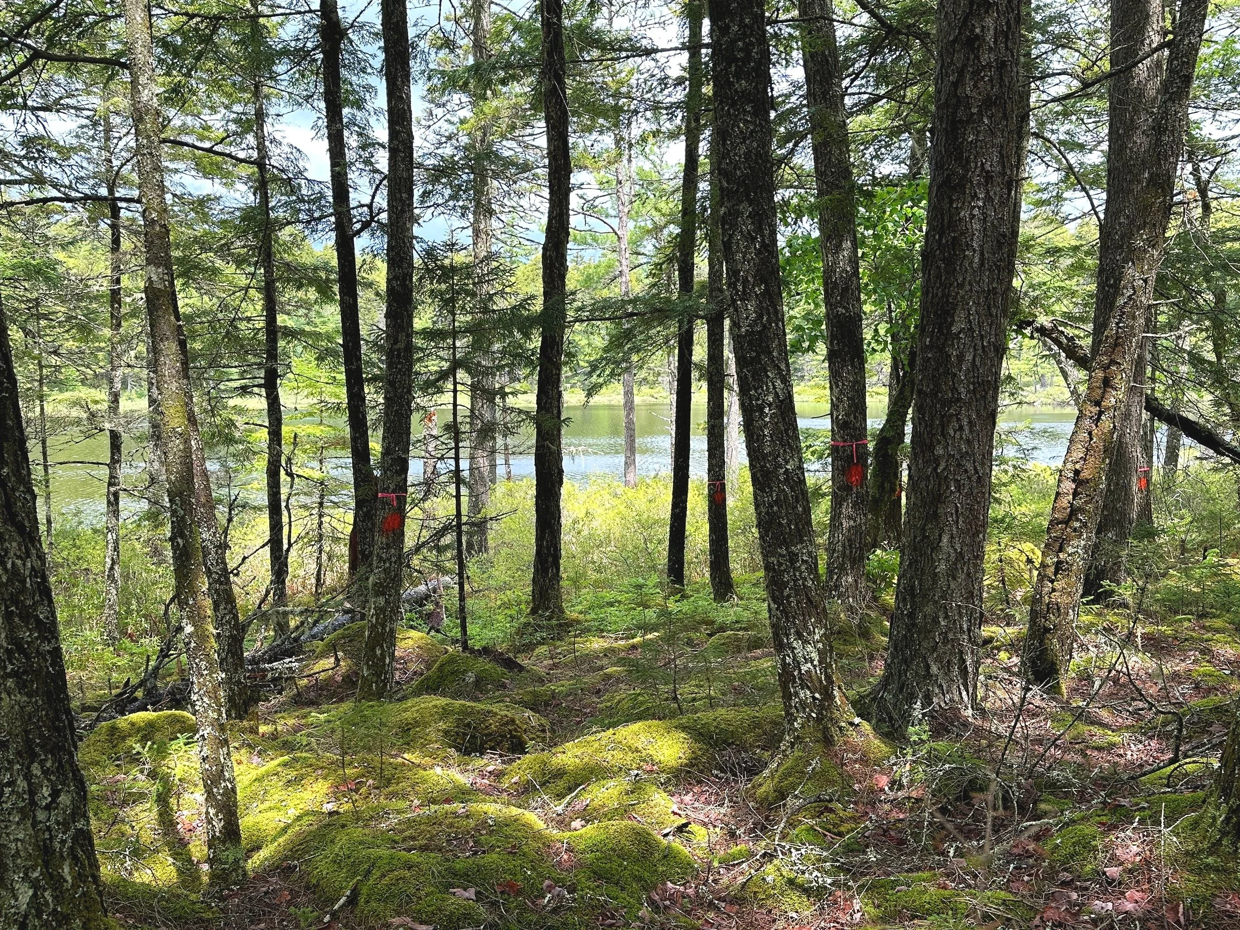 Become a Hemlock Hero — Medway Community Forest Cooperative