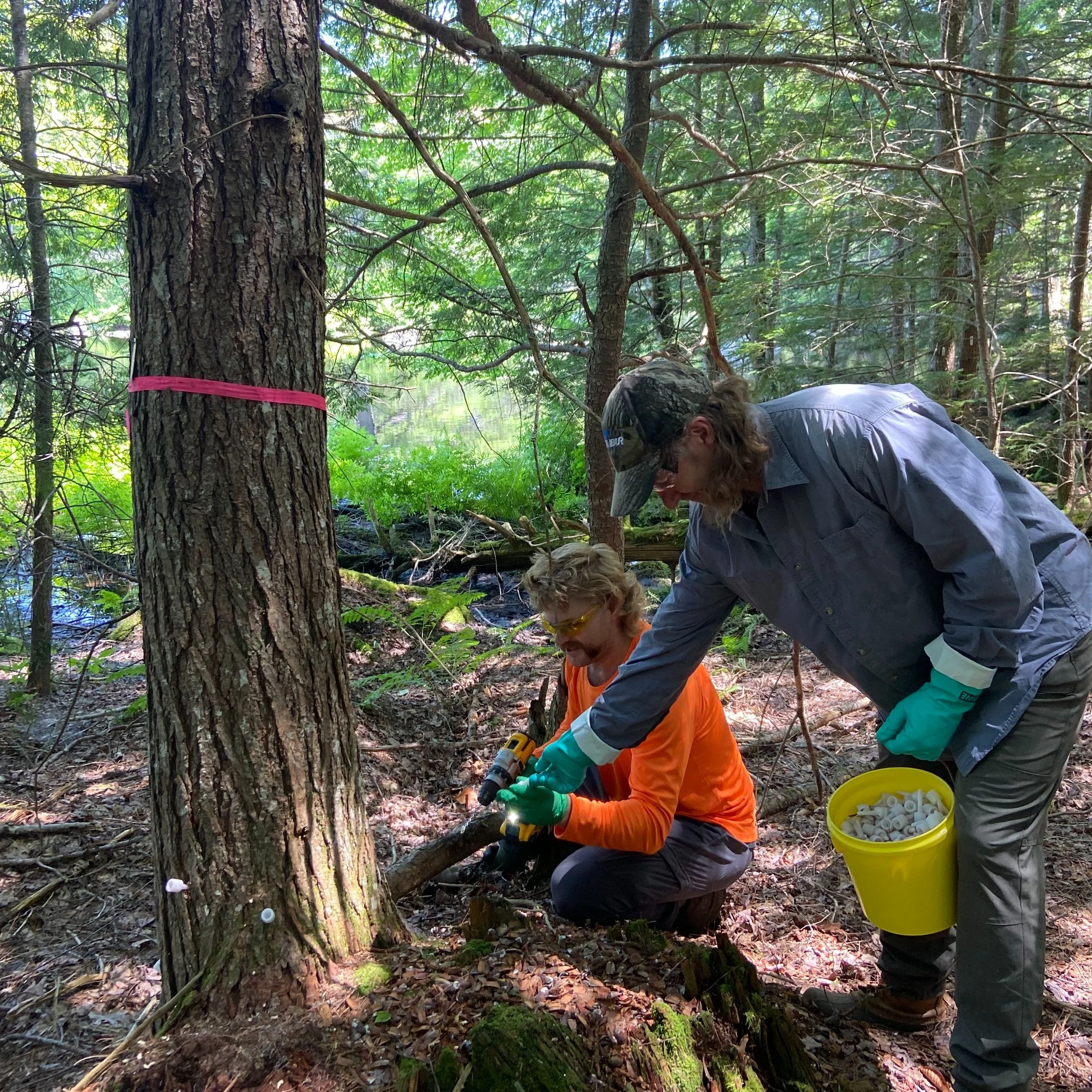 Become a Hemlock Hero — Medway Community Forest Cooperative