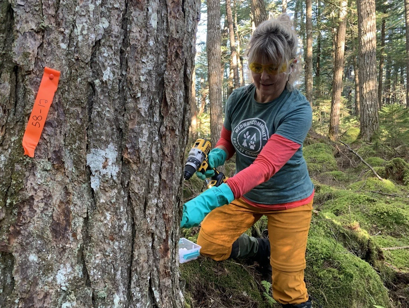 About Us — Medway Community Forest Cooperative