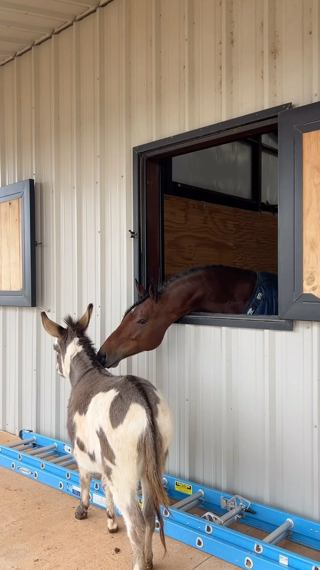 How To Repel Mice Naturally — One Fine Bay