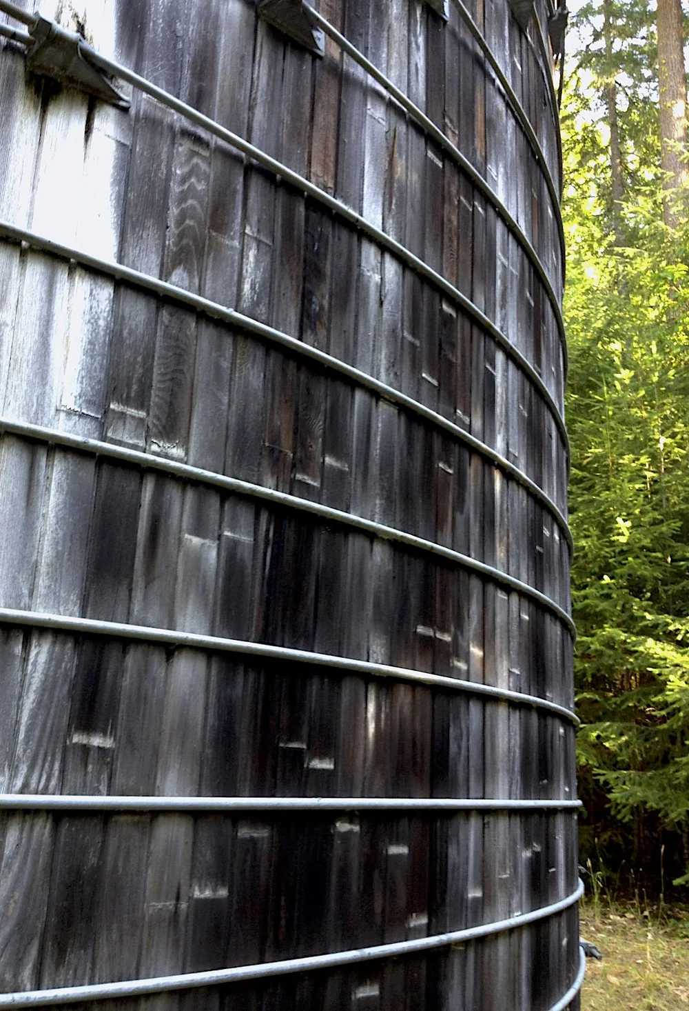 Source Story: Stout's Legacy Redwood — ANTHOLOGY WOODS