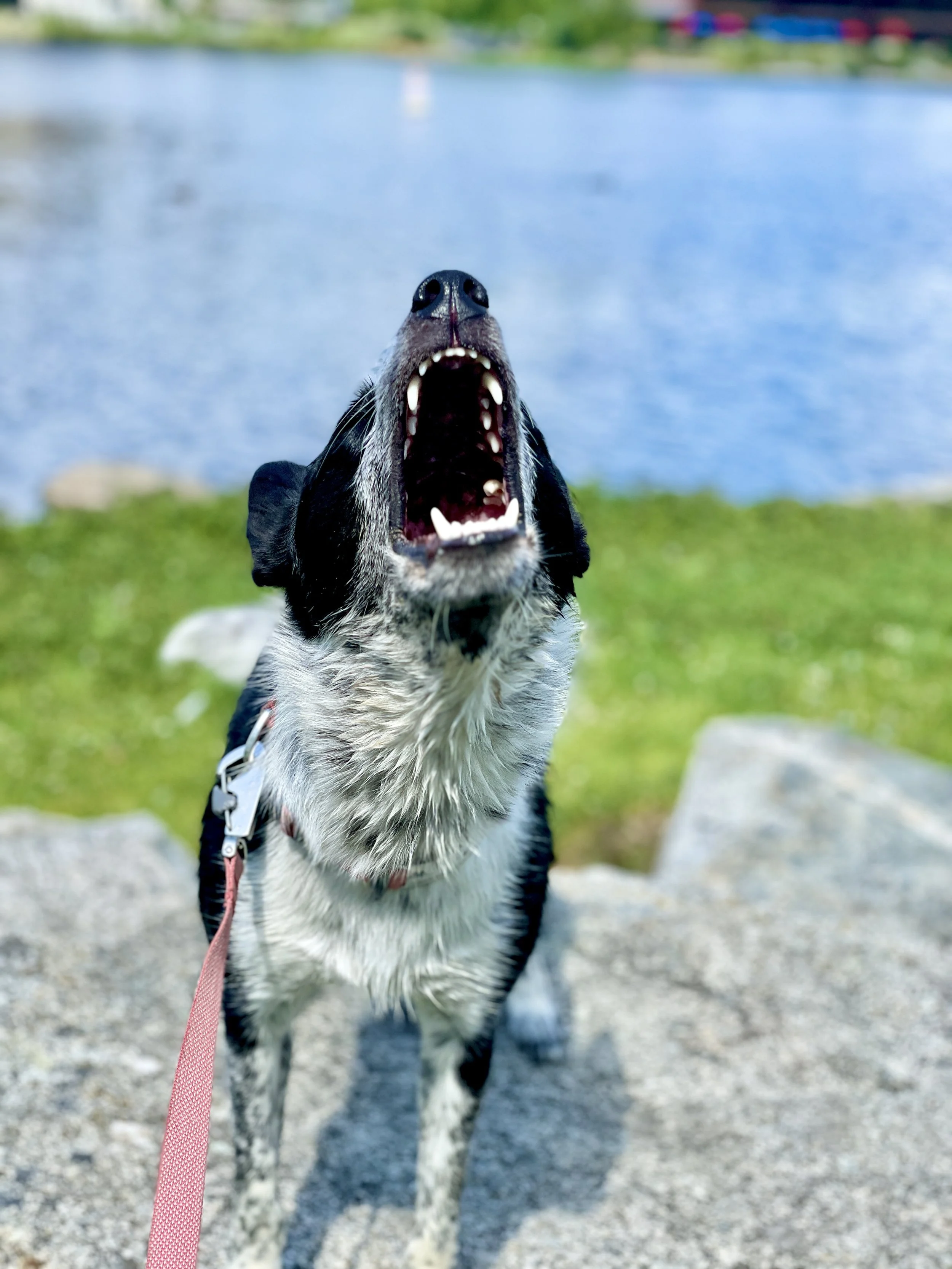 Good Dog Training | Dog Training in Spokane - Reactivity ...