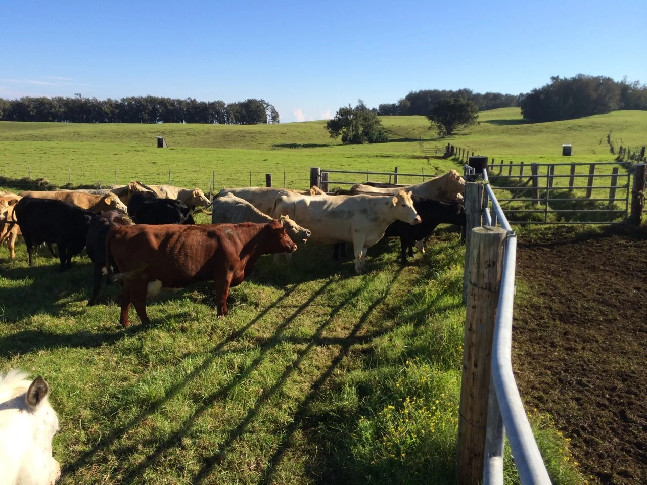 About — Pu'u O Kumau Ranch