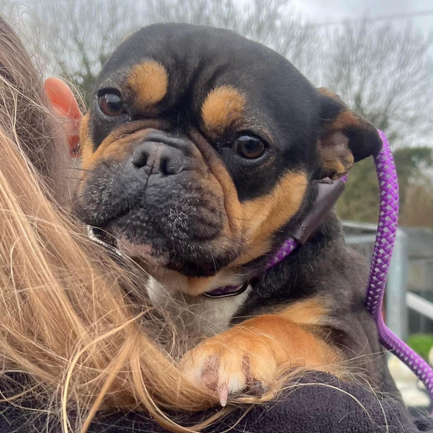 In Foster — Frenchie & Friends Foundation