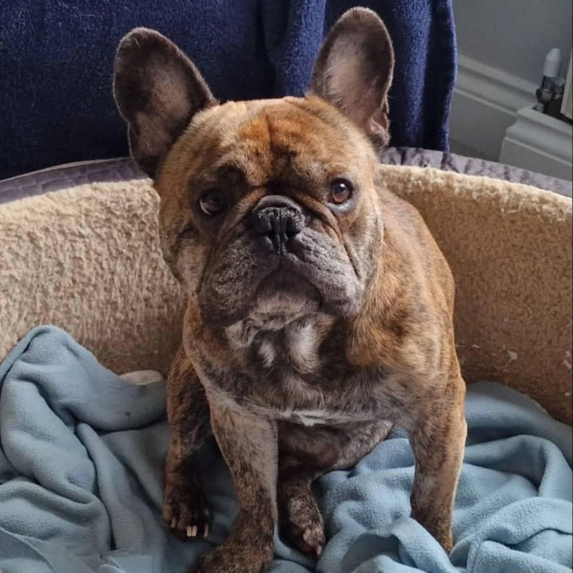 Ready For Adoption — Frenchie & Friends Foundation