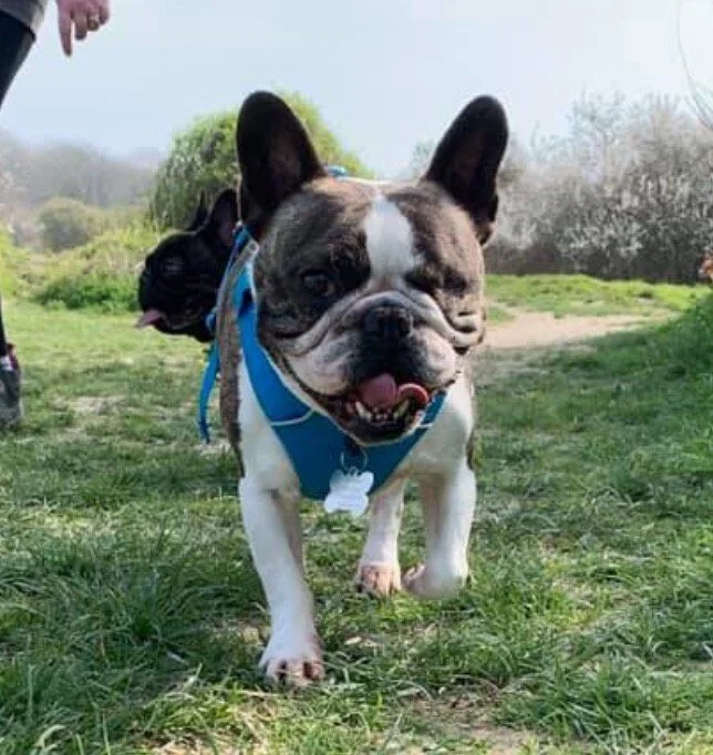 Events — Frenchie & Friends Foundation