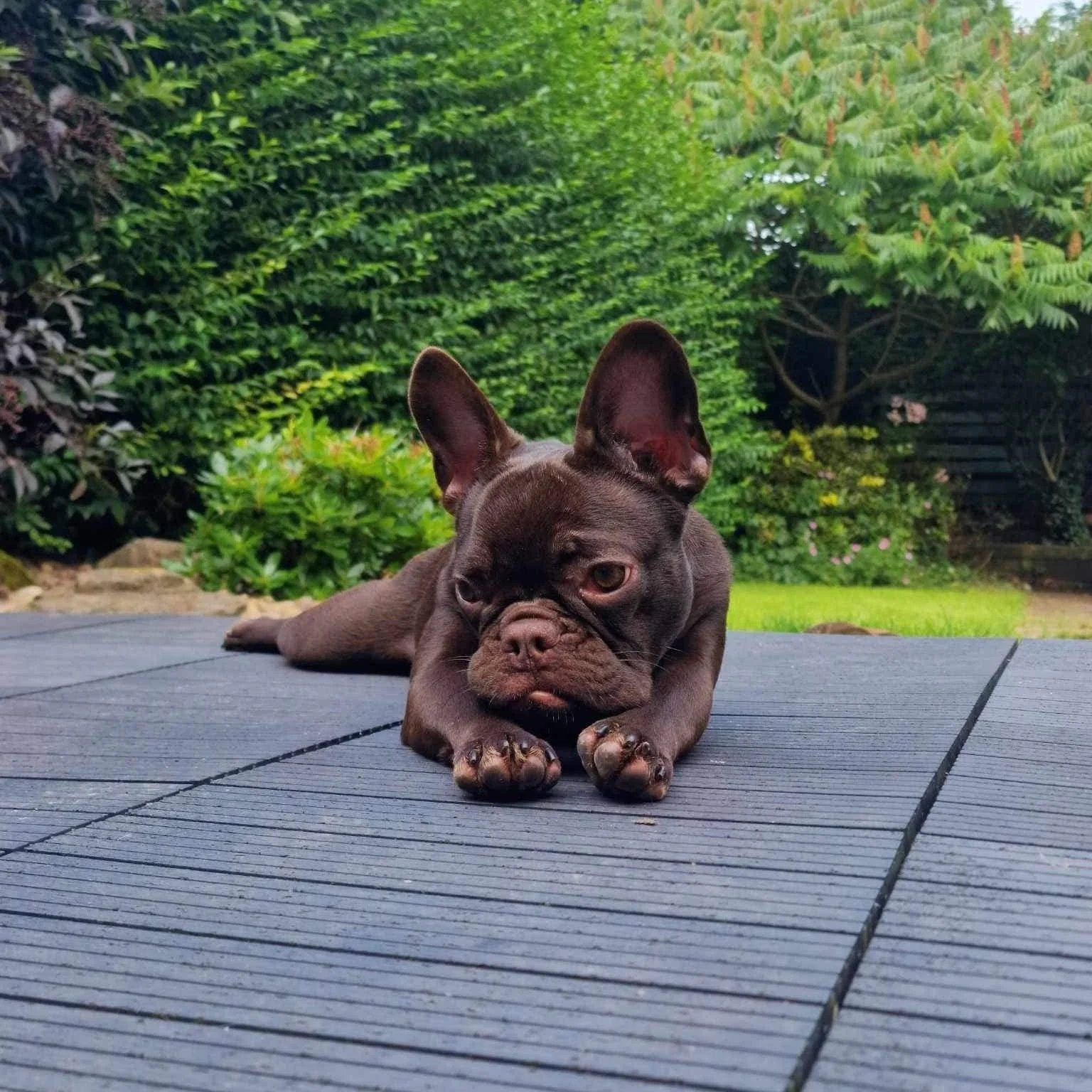 Ready For Adoption — Frenchie & Friends Foundation