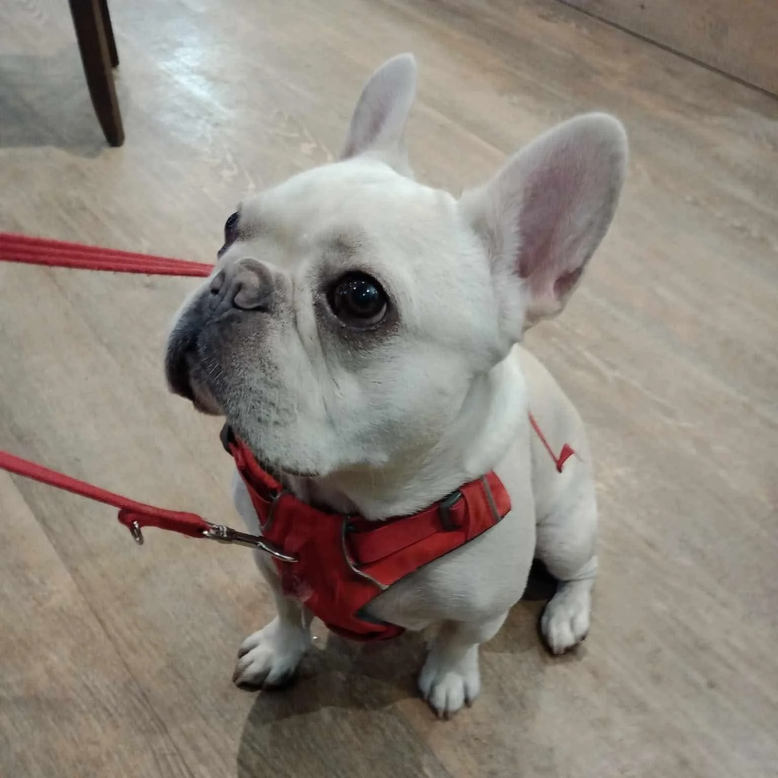 Ready For Adoption — Frenchie & Friends Foundation