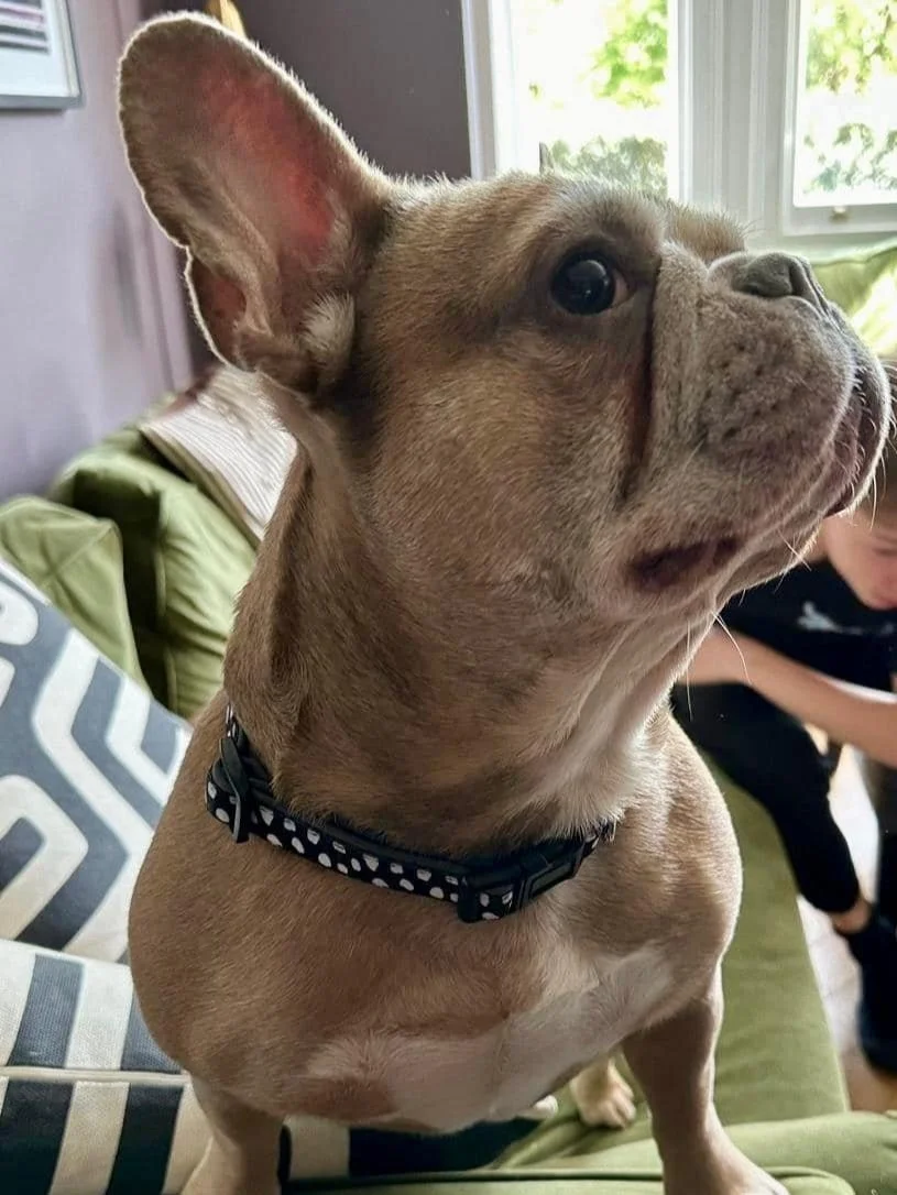 Ready For Adoption — Frenchie & Friends Foundation