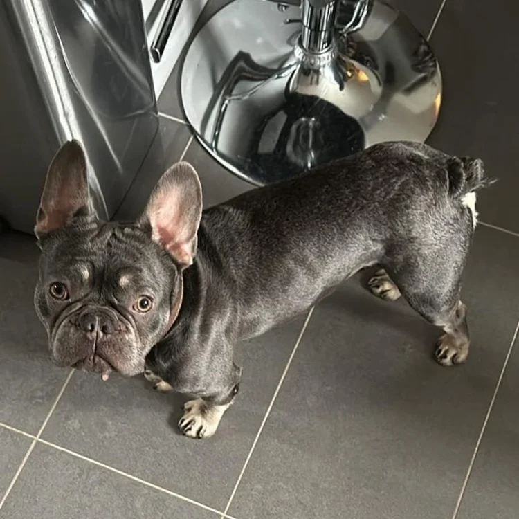 In Foster — Frenchie & Friends Foundation
