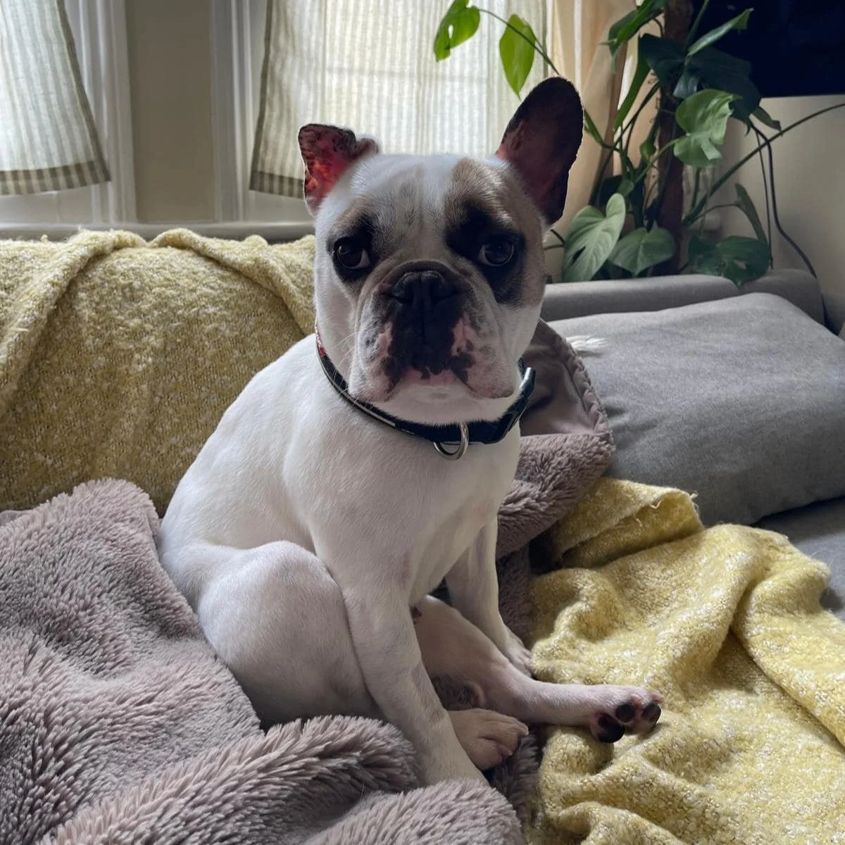 In Foster — Frenchie & Friends Foundation