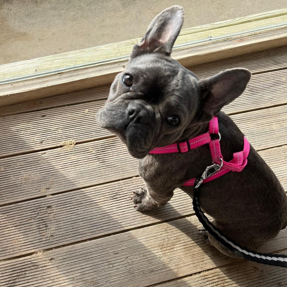 Ready For Adoption — Frenchie & Friends Foundation
