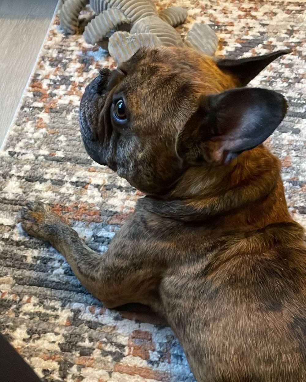 In Foster — Frenchie & Friends Foundation