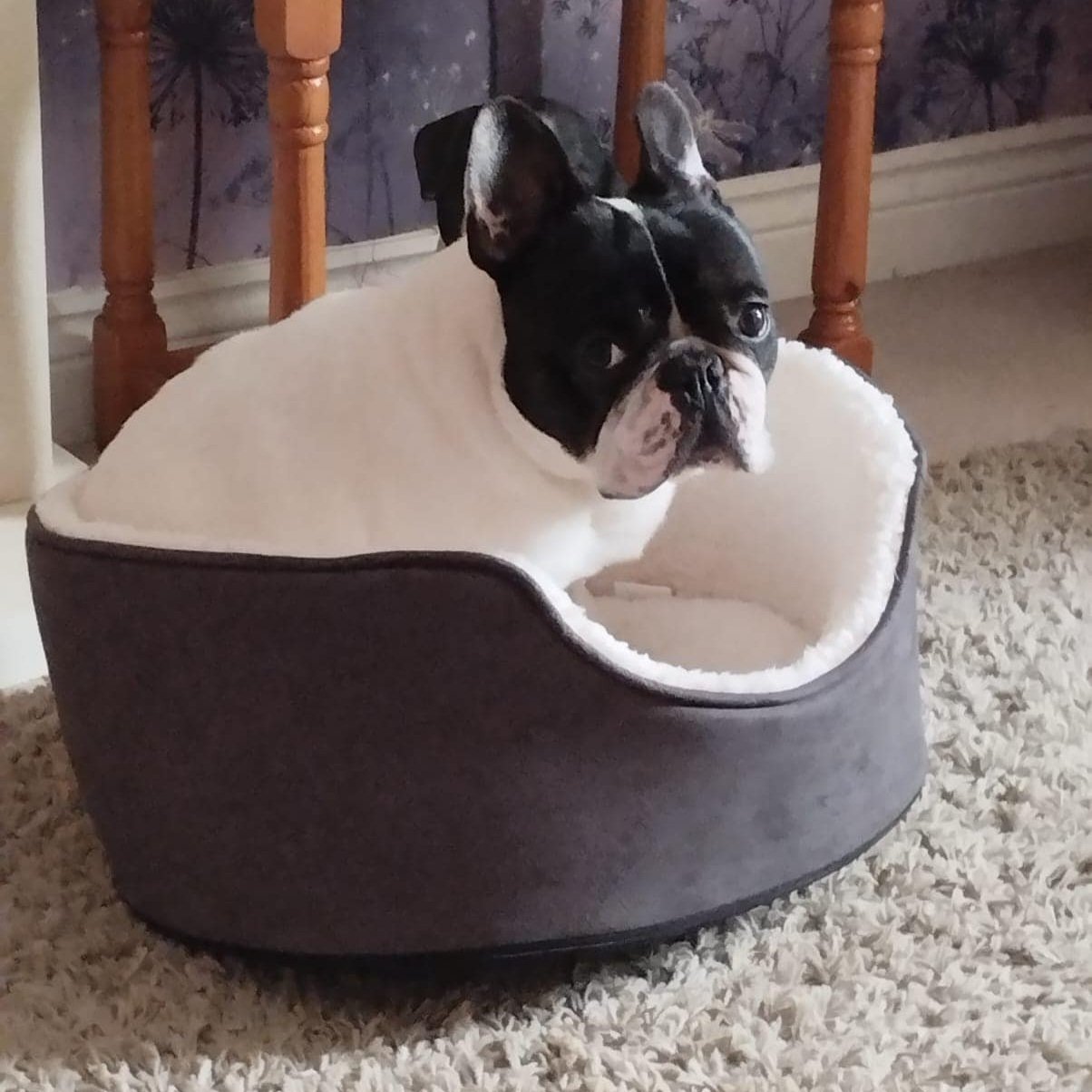 In Foster — Frenchie & Friends Foundation