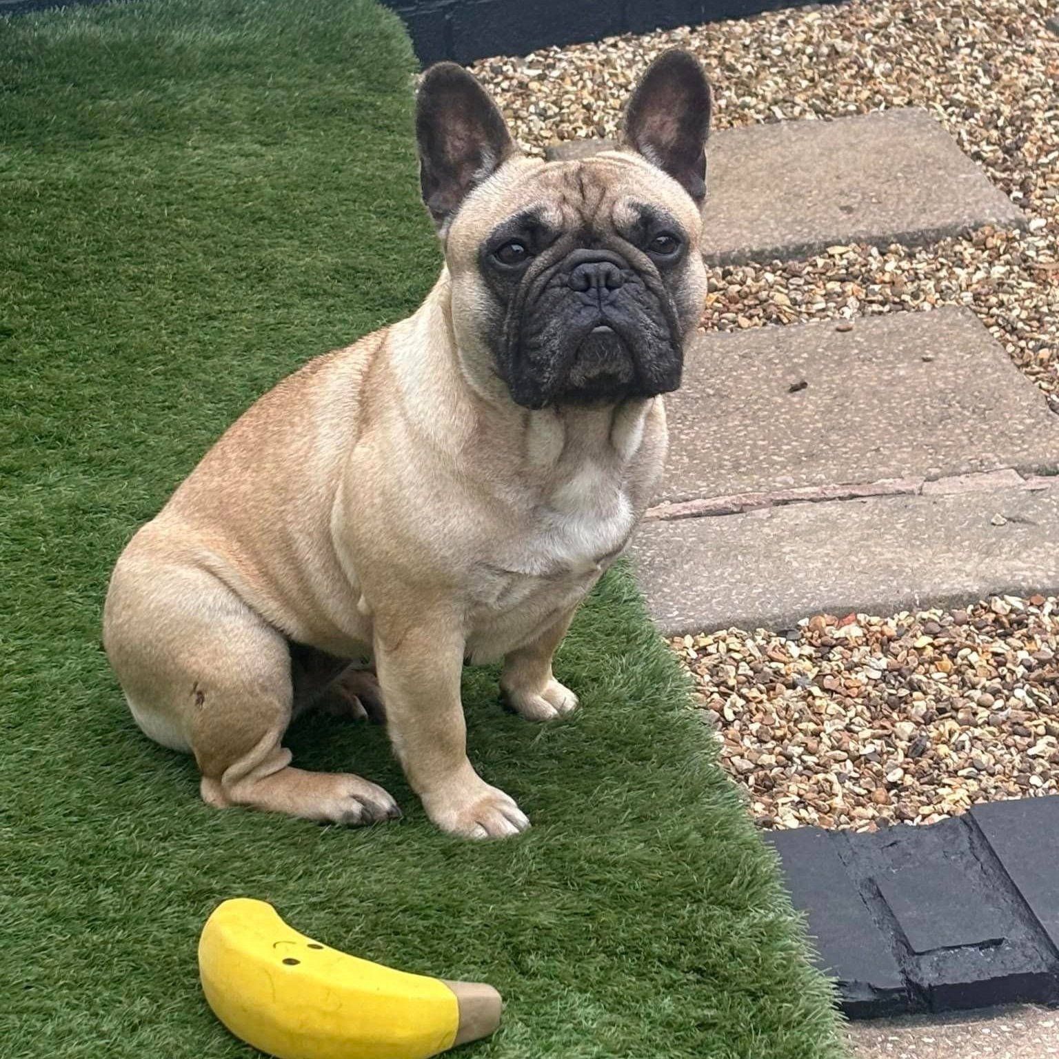 In Foster — Frenchie & Friends Foundation