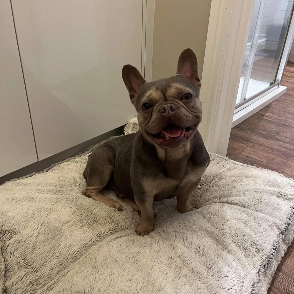 In Foster — Frenchie & Friends Foundation