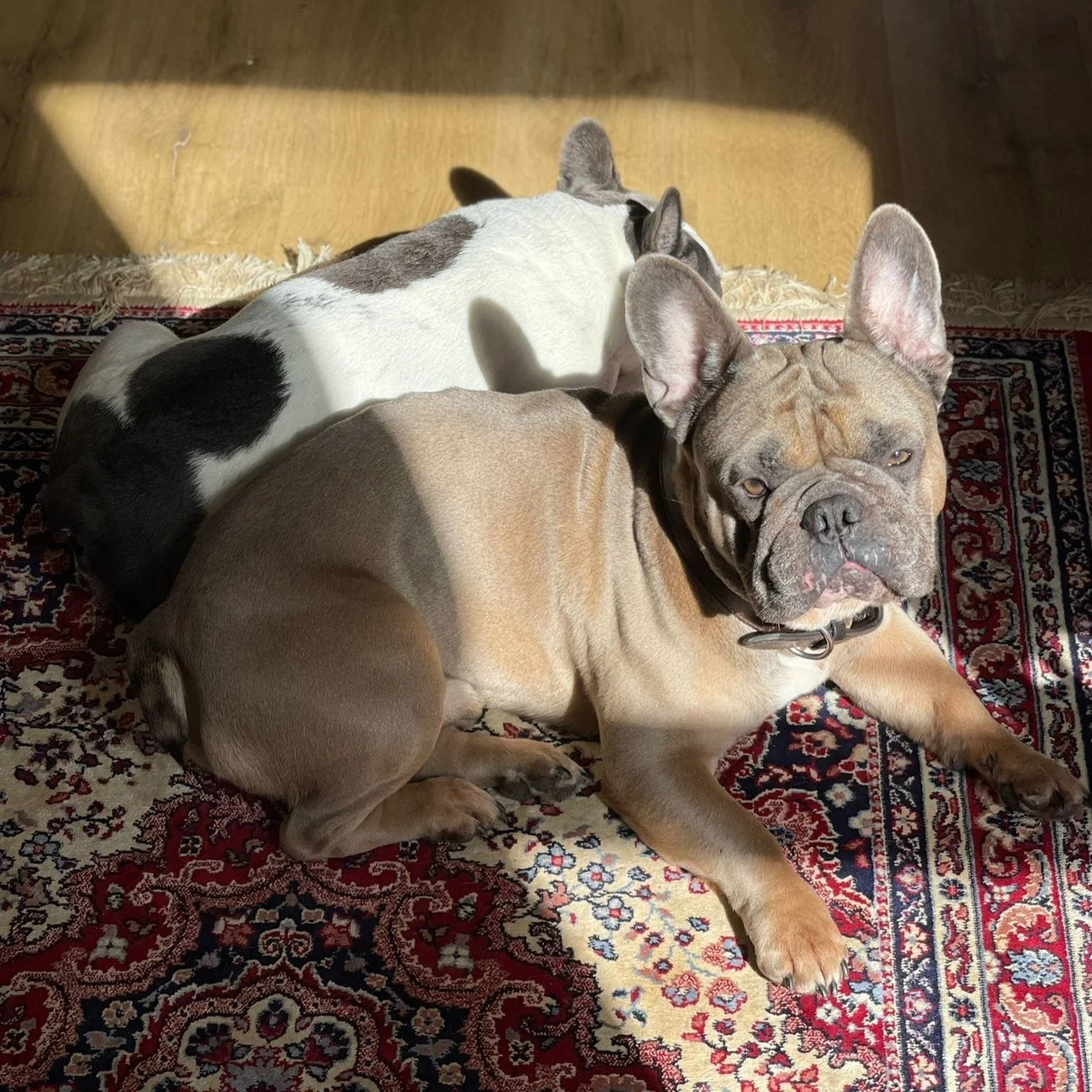 Ready For Adoption — Frenchie & Friends Foundation