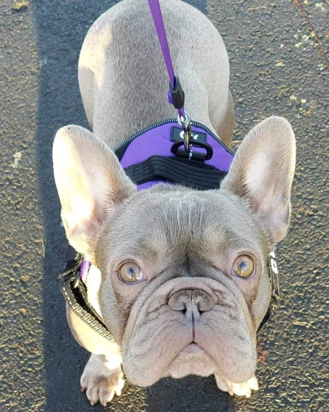 Ready For Adoption — Frenchie & Friends Foundation