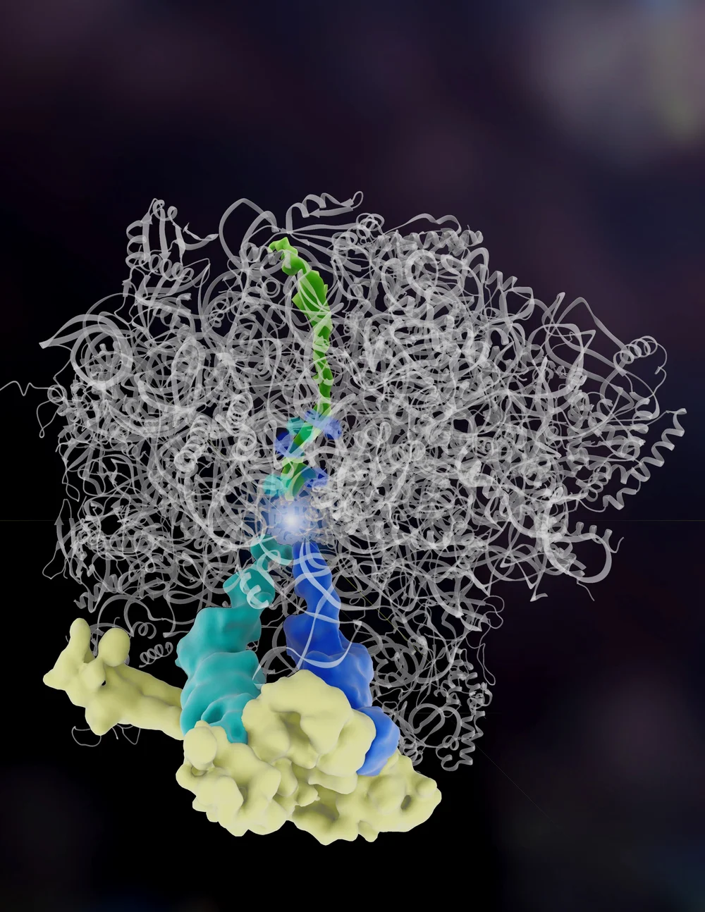 Peter Shen Lab - University of Utah Department of Biochemistry