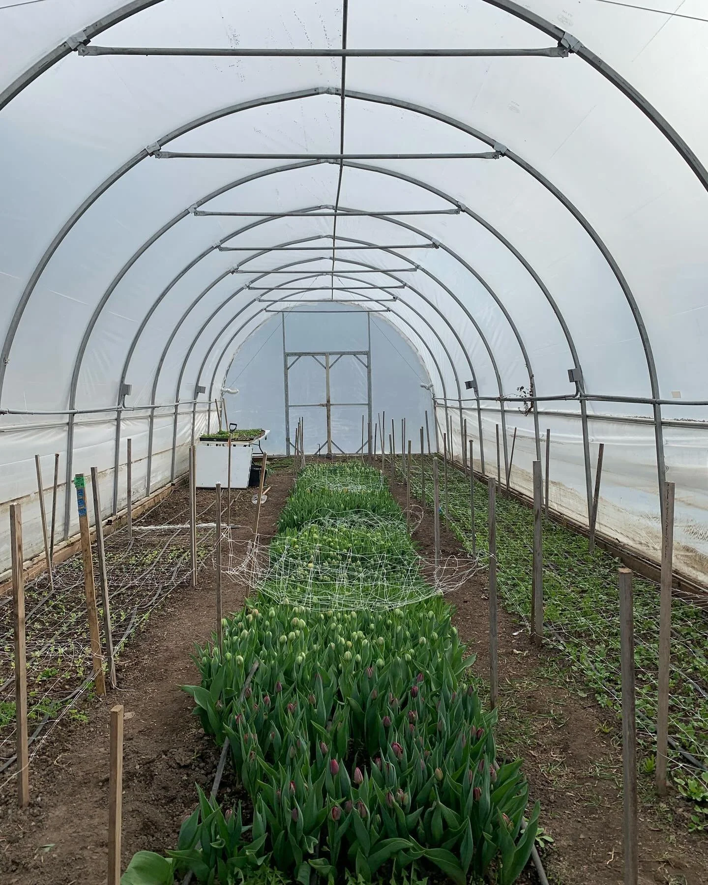 Castledale Flower Farm & Florist-Flower Delivery to Golden & Invermere, BC