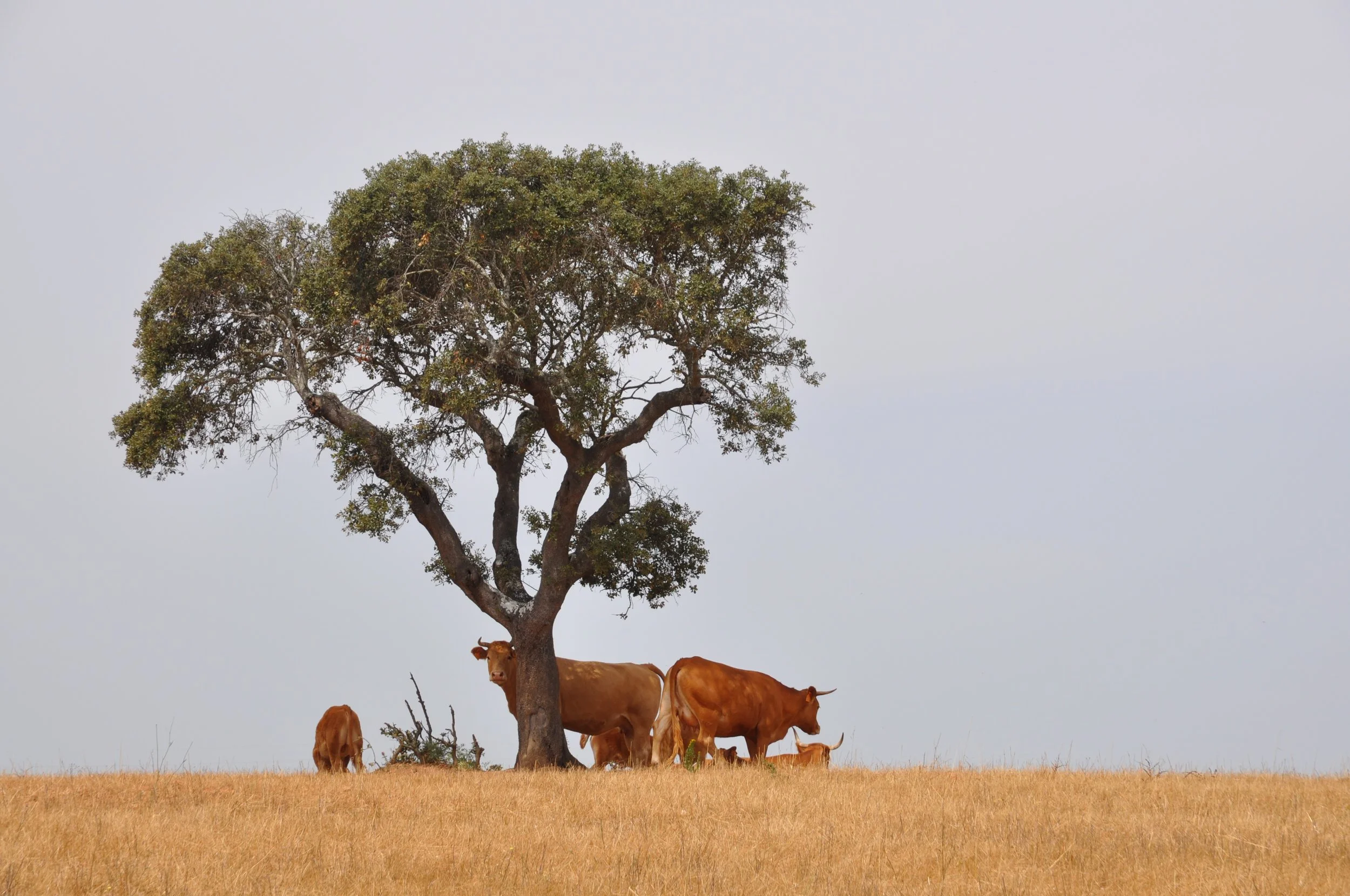 The Cork Bark Lifecycle — Jelinek Cork Group®