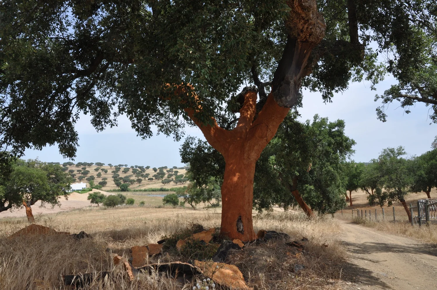 What Are Sustainable Use Practices? — Jelinek Cork Group®