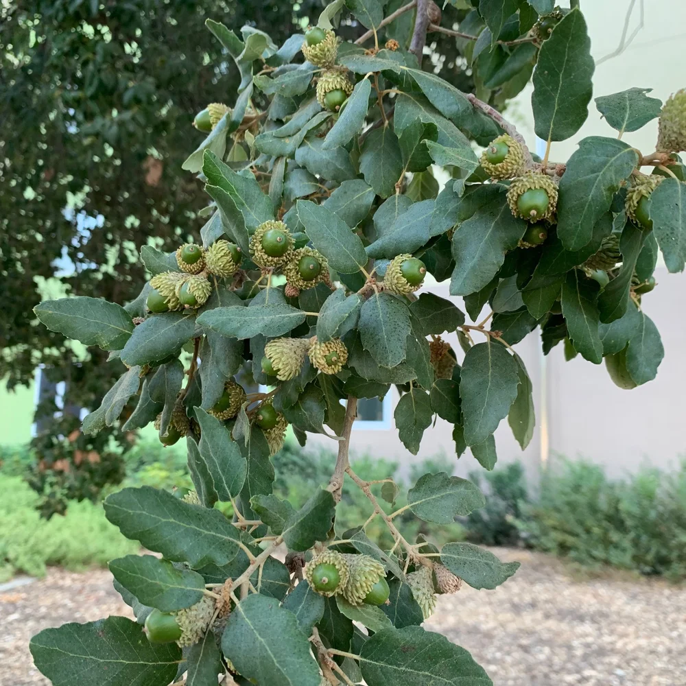 What is a cork tree? — Jelinek Cork Group®