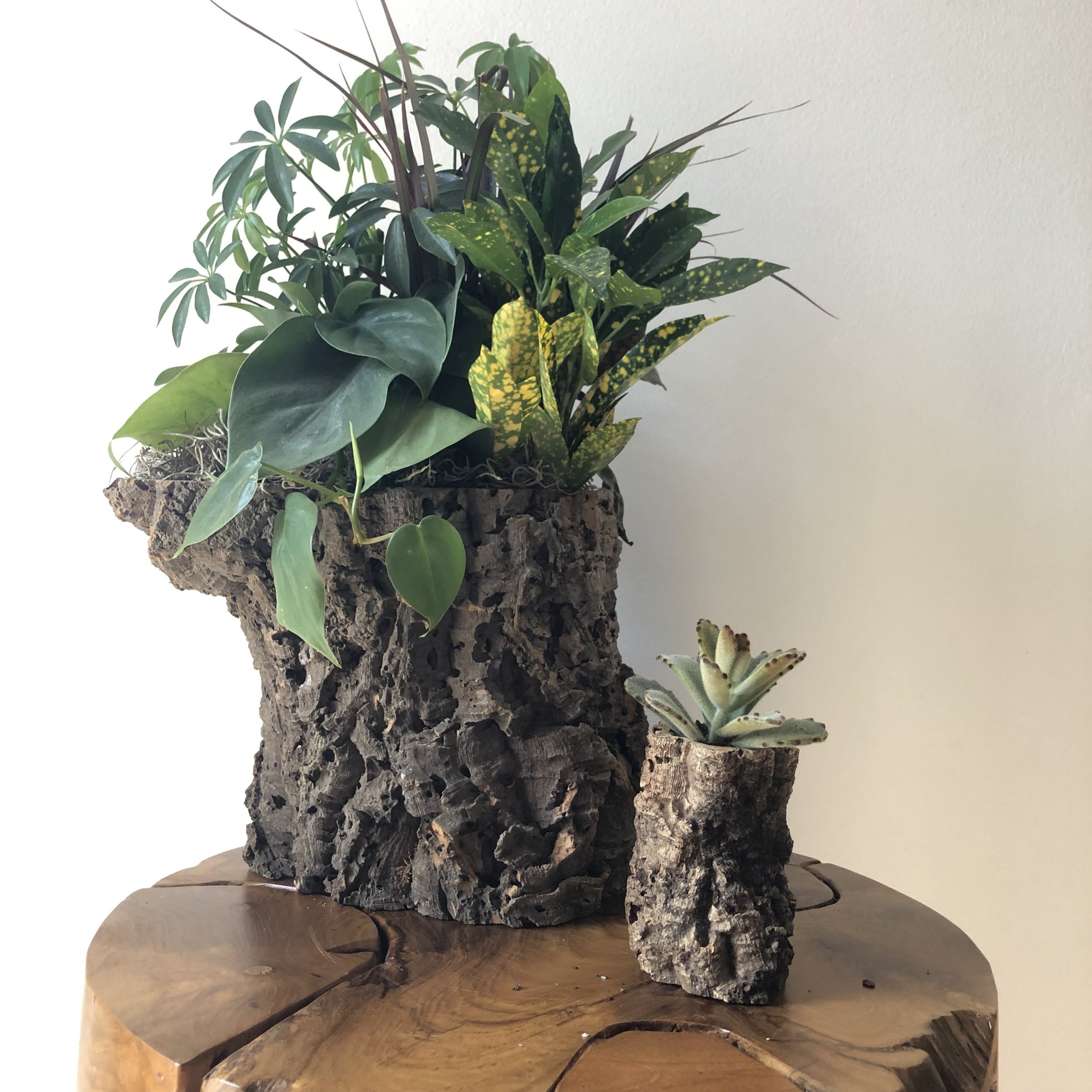 The Cork Bark Lifecycle — Jelinek Cork Group®