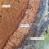 Why is cork bark different? — Jelinek Cork Group®