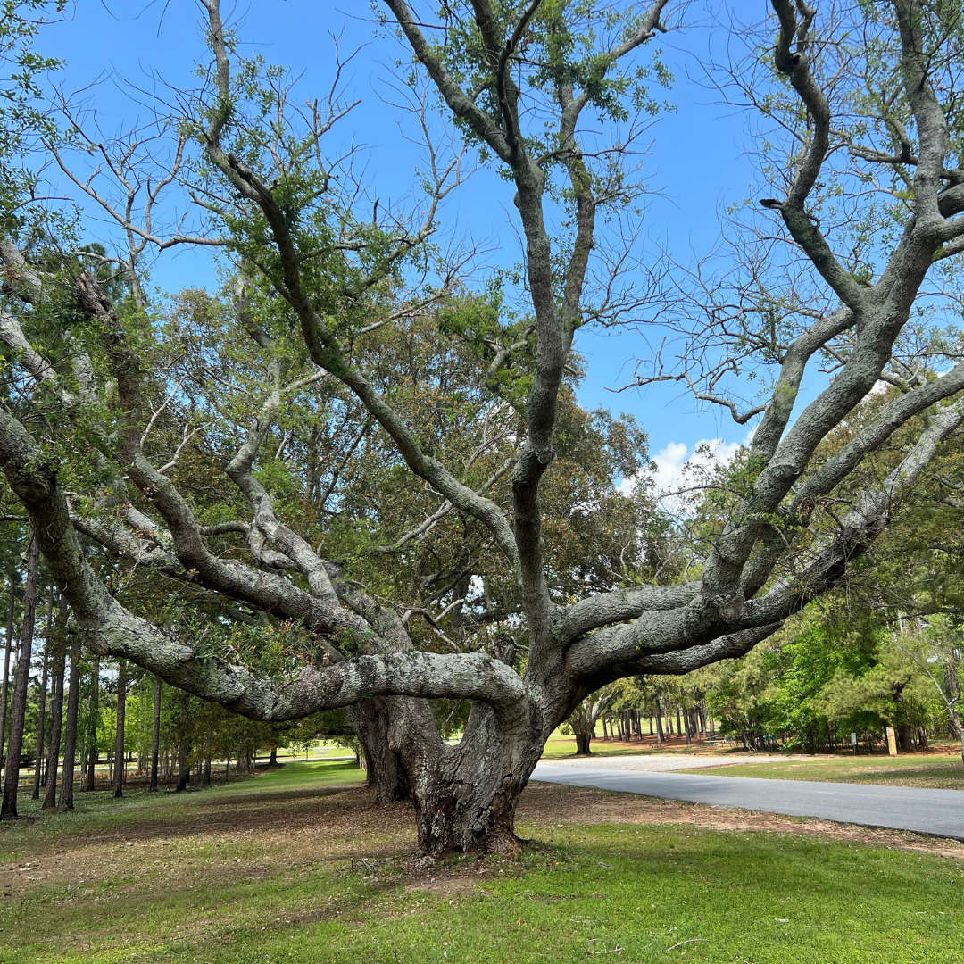 Where Does Cork Come From? — Jelinek Cork Group®