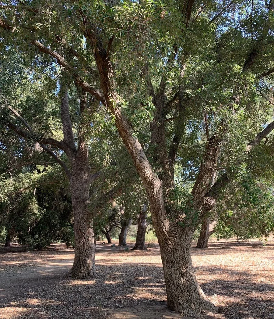 Beyond the Mediterranean with the Remarkable Cork Oak Tree — Jelinek Cork Group®