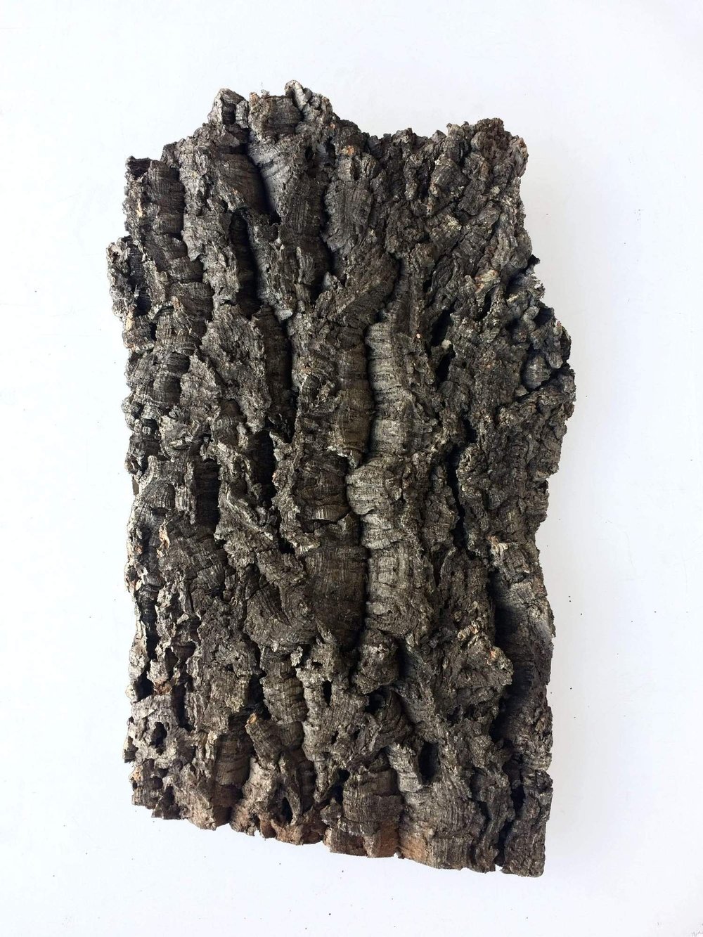 Benefits of Mounting Orchids on Cork Bark — Jelinek Cork Group®