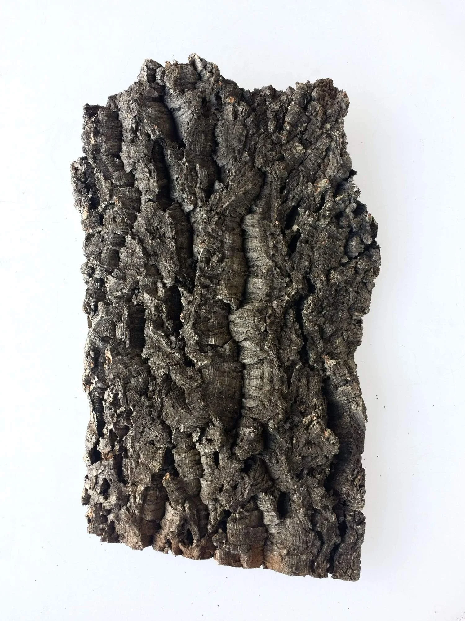 Benefits of Mounting Orchids on Cork Bark — Jelinek Cork Group®