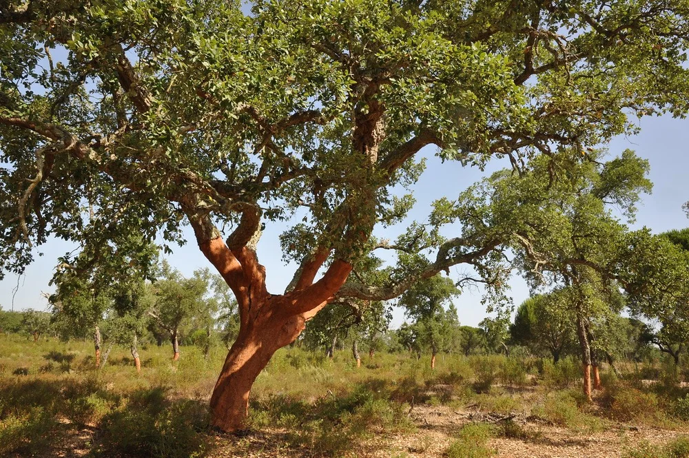 The Importance of Cork Trees and Their Natural Ecosystems — Jelinek ...