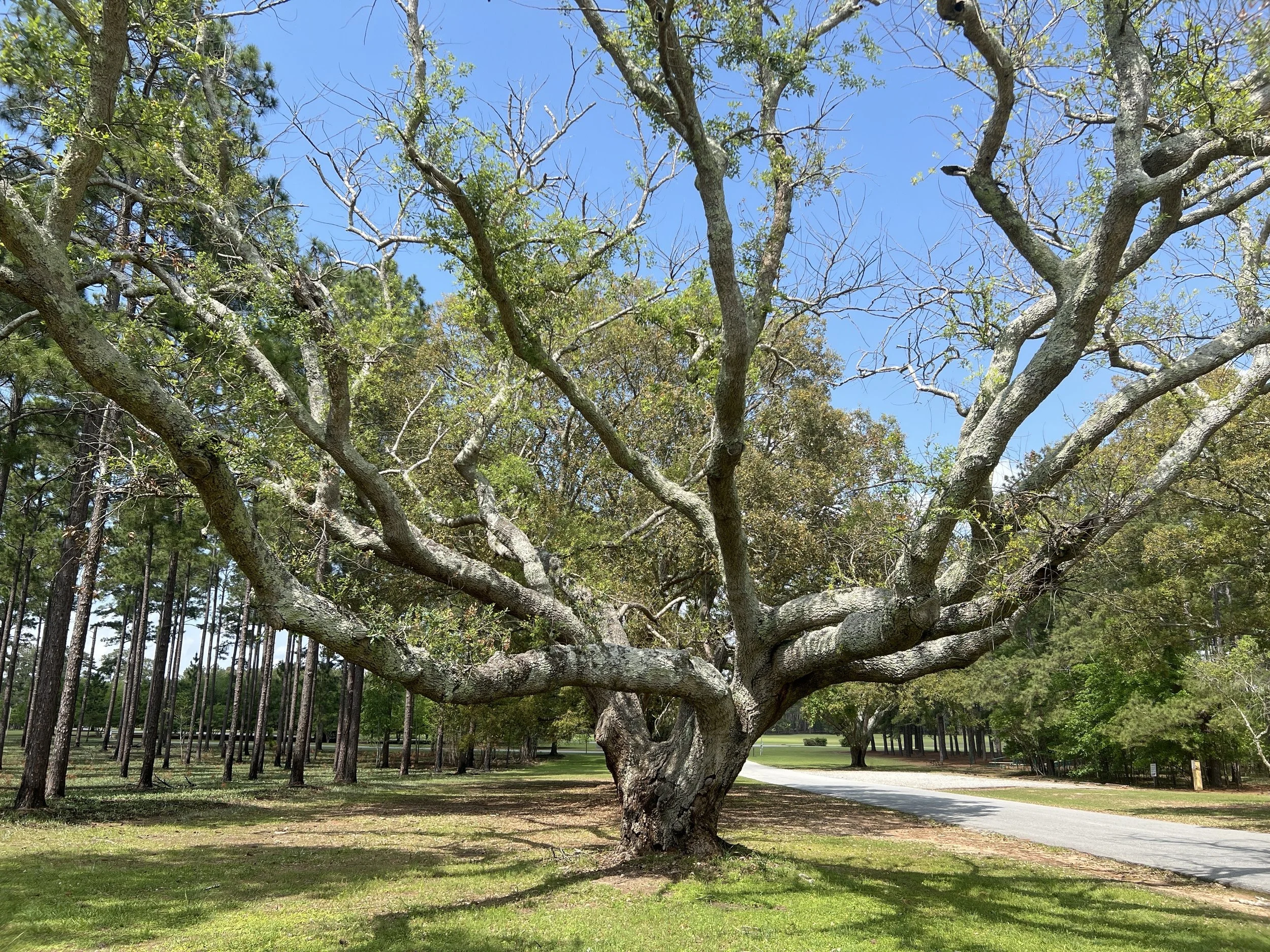 Discovering the Cork Trees of Georgia Veterans State Park — Jelinek ...